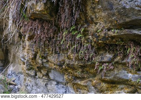 Lichen On Stone Rock. Image & Photo (Free Trial) | Bigstock