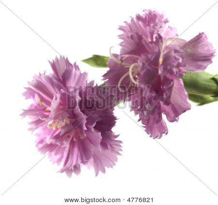 Purple Carnation Image & Photo (Free Trial) | Bigstock