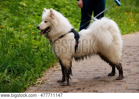 Fluffy White Samoyed Image & Photo (Free Trial) | Bigstock