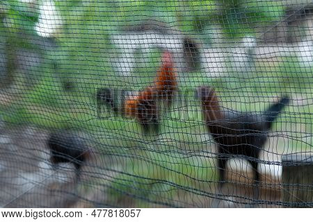 Chicken Coop Net Image & Photo (Free Trial) | Bigstock