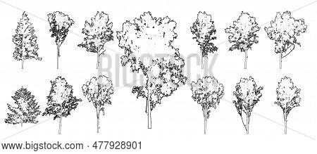 Architectural Trees In Elevation