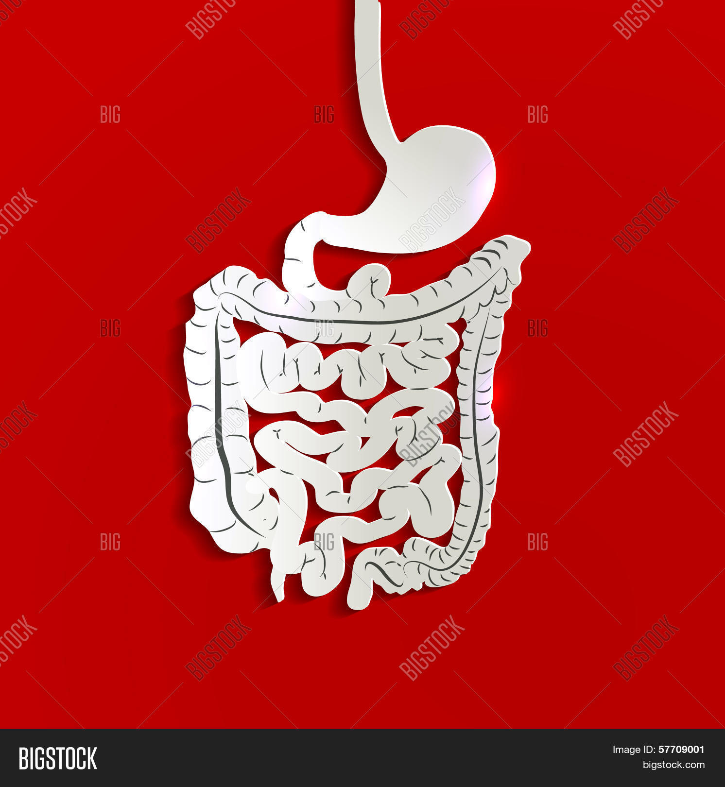 Vector y foto Paper Stomach (prueba gratis) | Bigstock