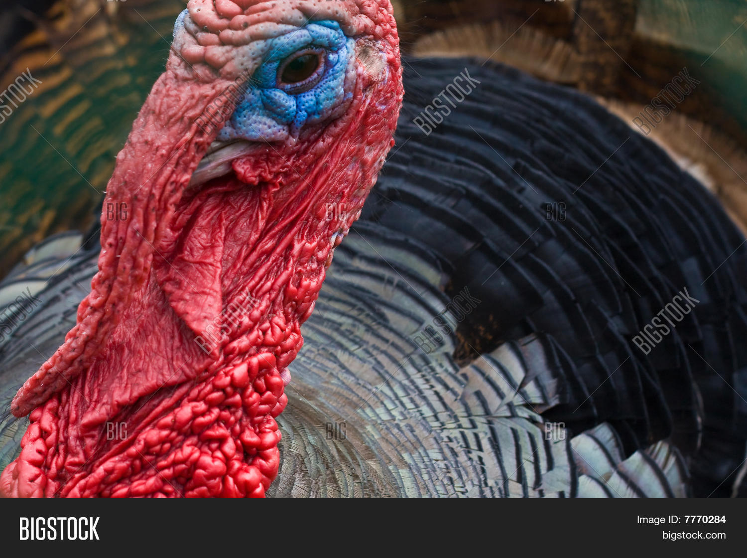 Closeup Turkey Image & Photo (Free Trial) | Bigstock
