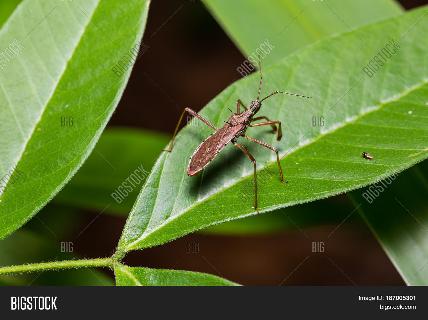 Termite Assassin Bug ( Image & Photo (Free Trial) | Bigstock