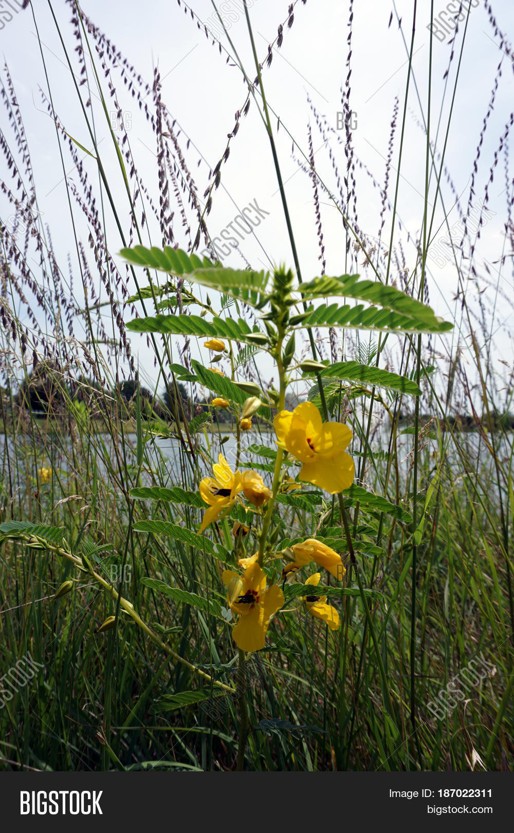 Partridge Pea Plants ( Image & Photo (Free Trial) | Bigstock