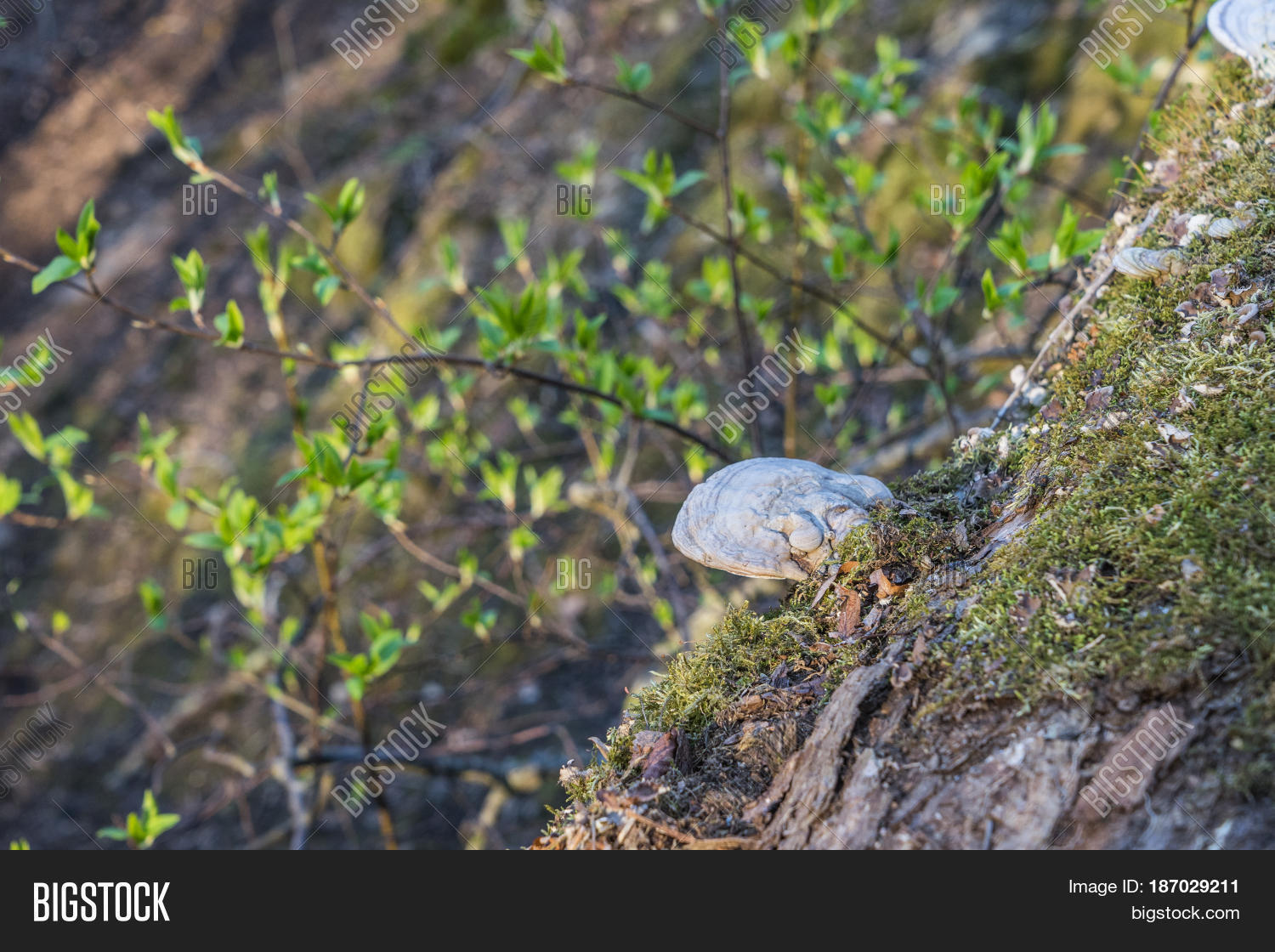 Parasite Fungus Image & Photo (Free Trial) | Bigstock
