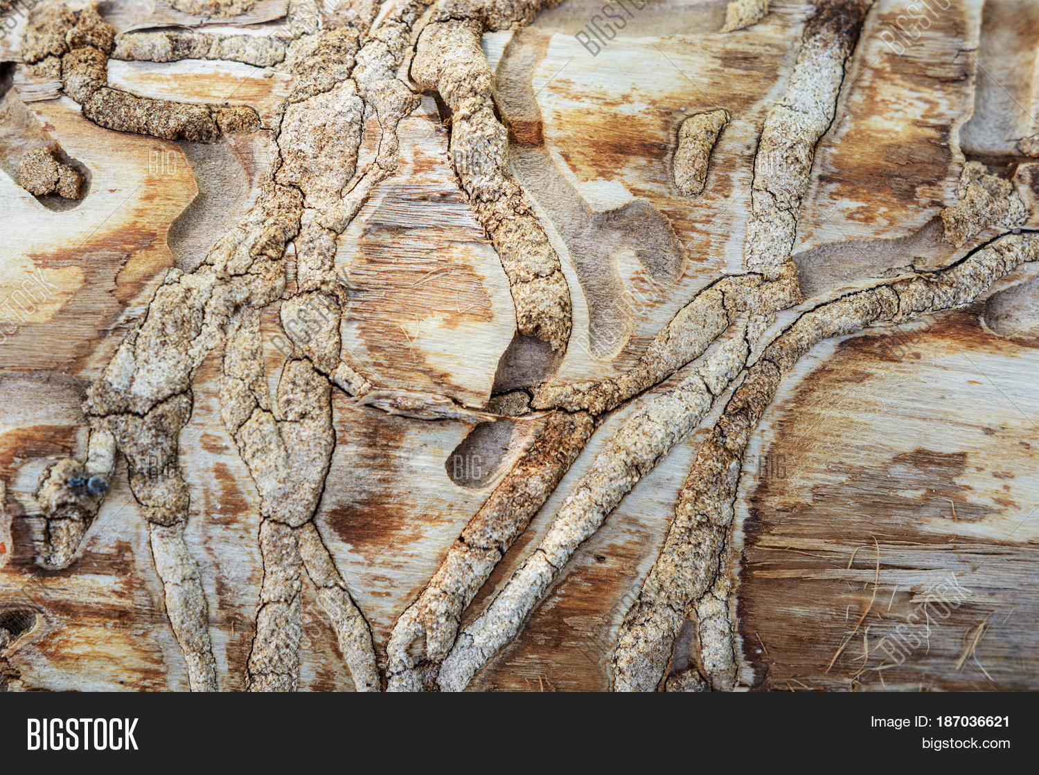 Tree Eaten By Beetles Image & Photo (Free Trial) | Bigstock