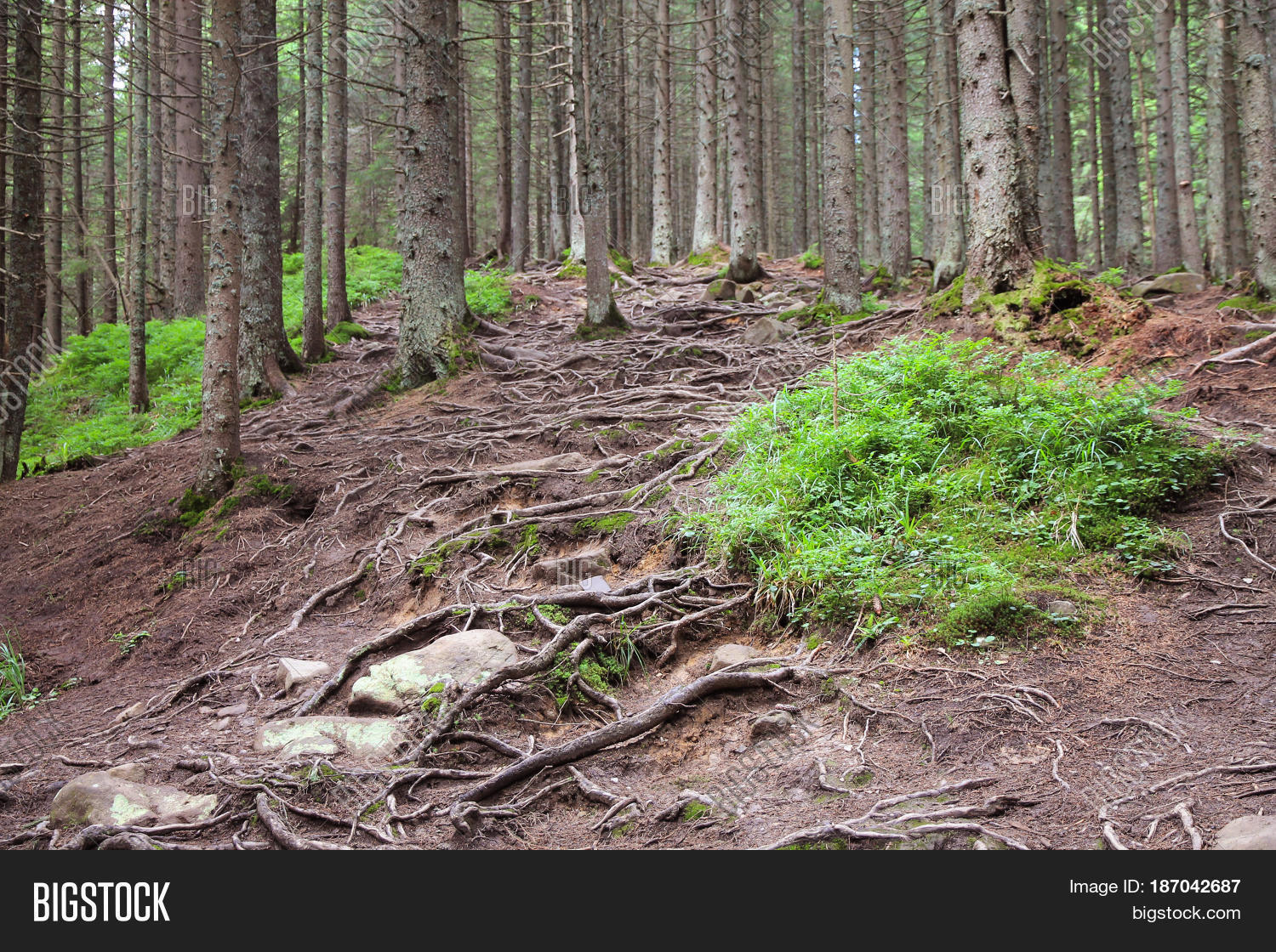 Roots Coniferous Trees Image & Photo (Free Trial) | Bigstock