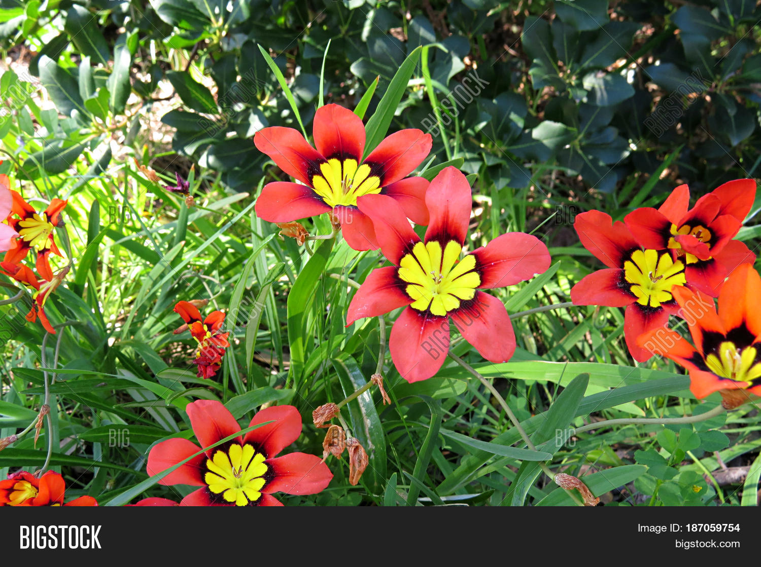 Wild Freesia Iridaceae Image & Photo (Free Trial) | Bigstock