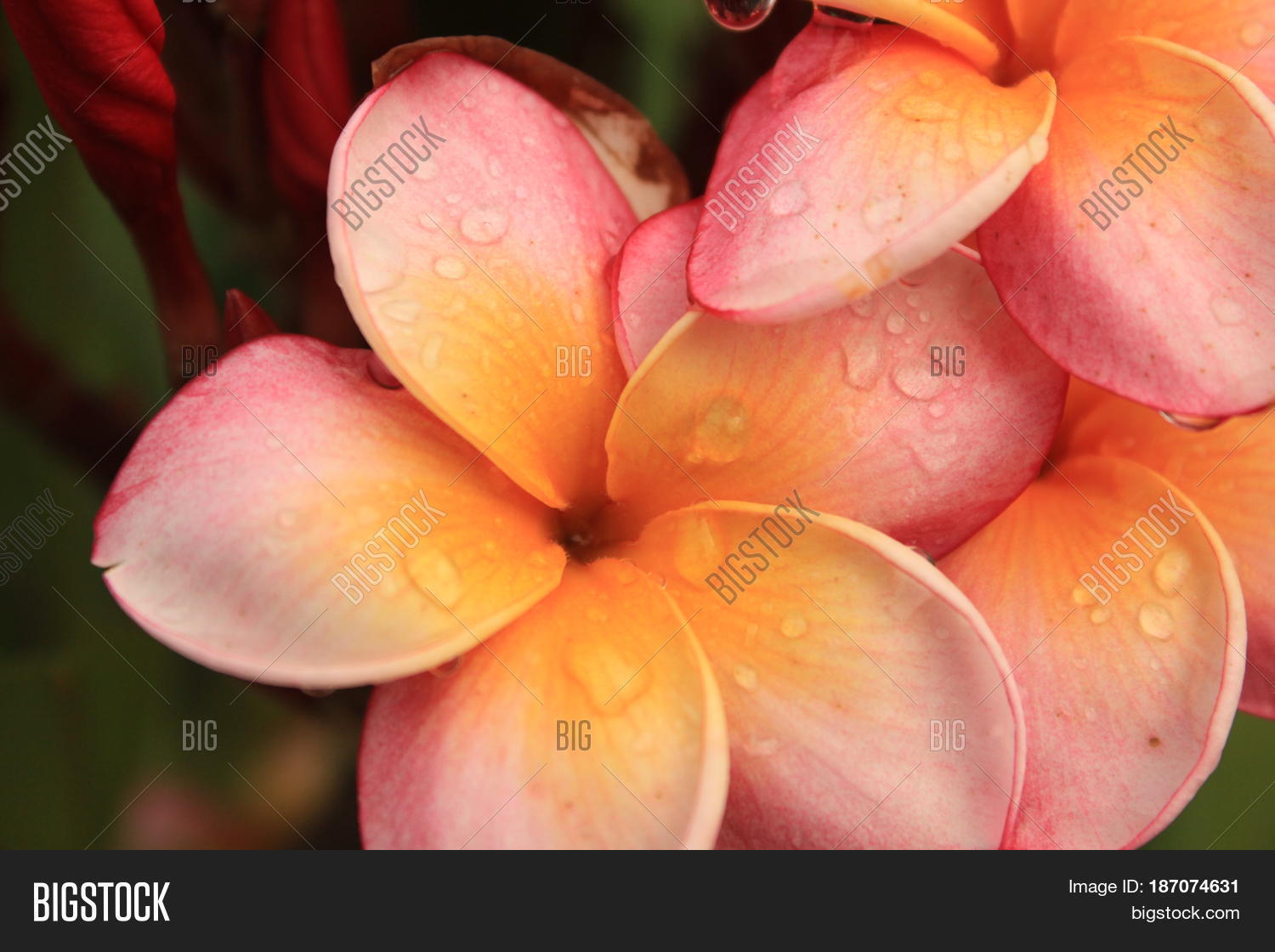 Plumeria Alba Flowers Image & Photo (Free Trial) | Bigstock