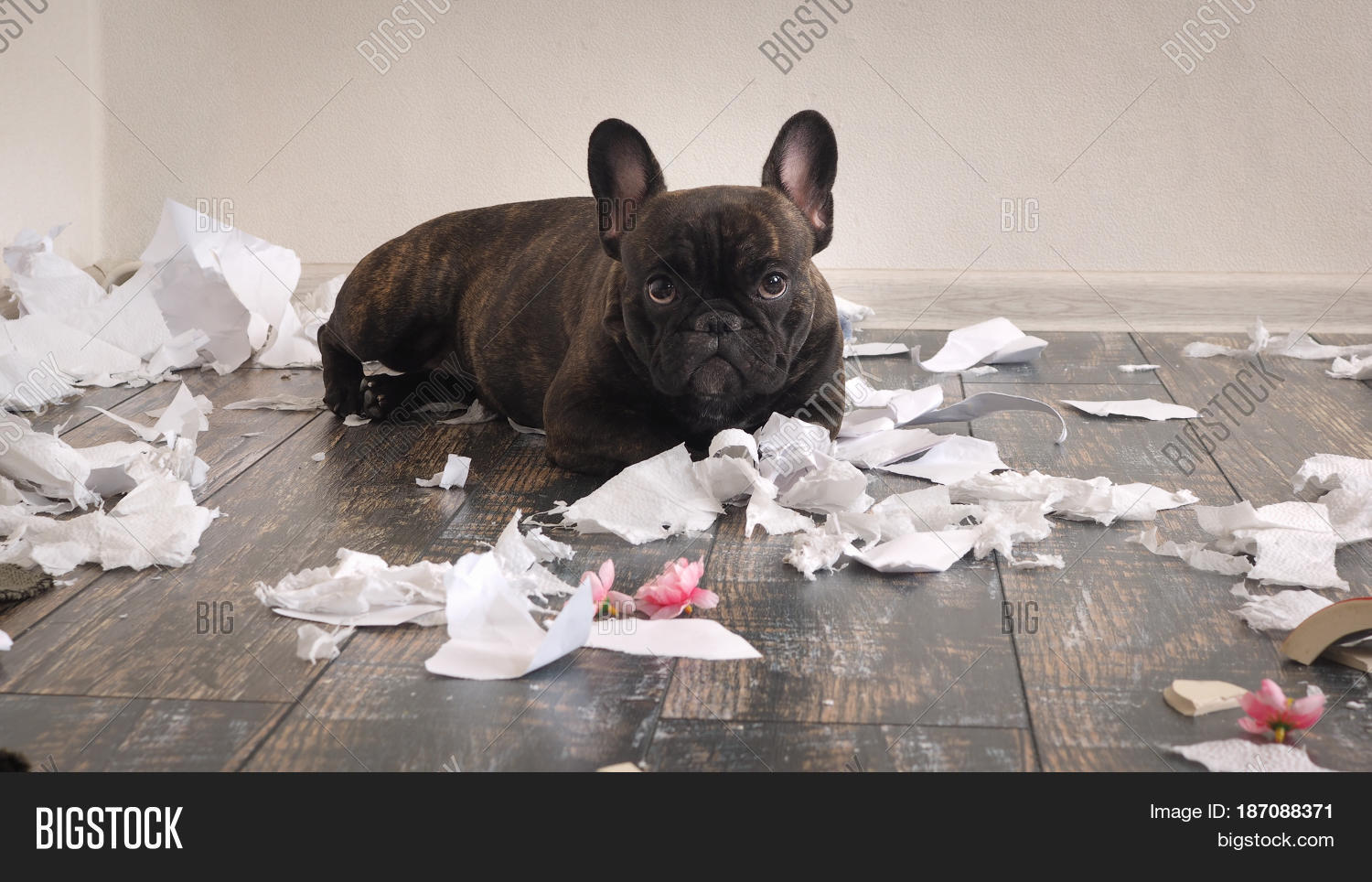 Funny Dog Made Mess Image & Photo (Free Trial) | Bigstock