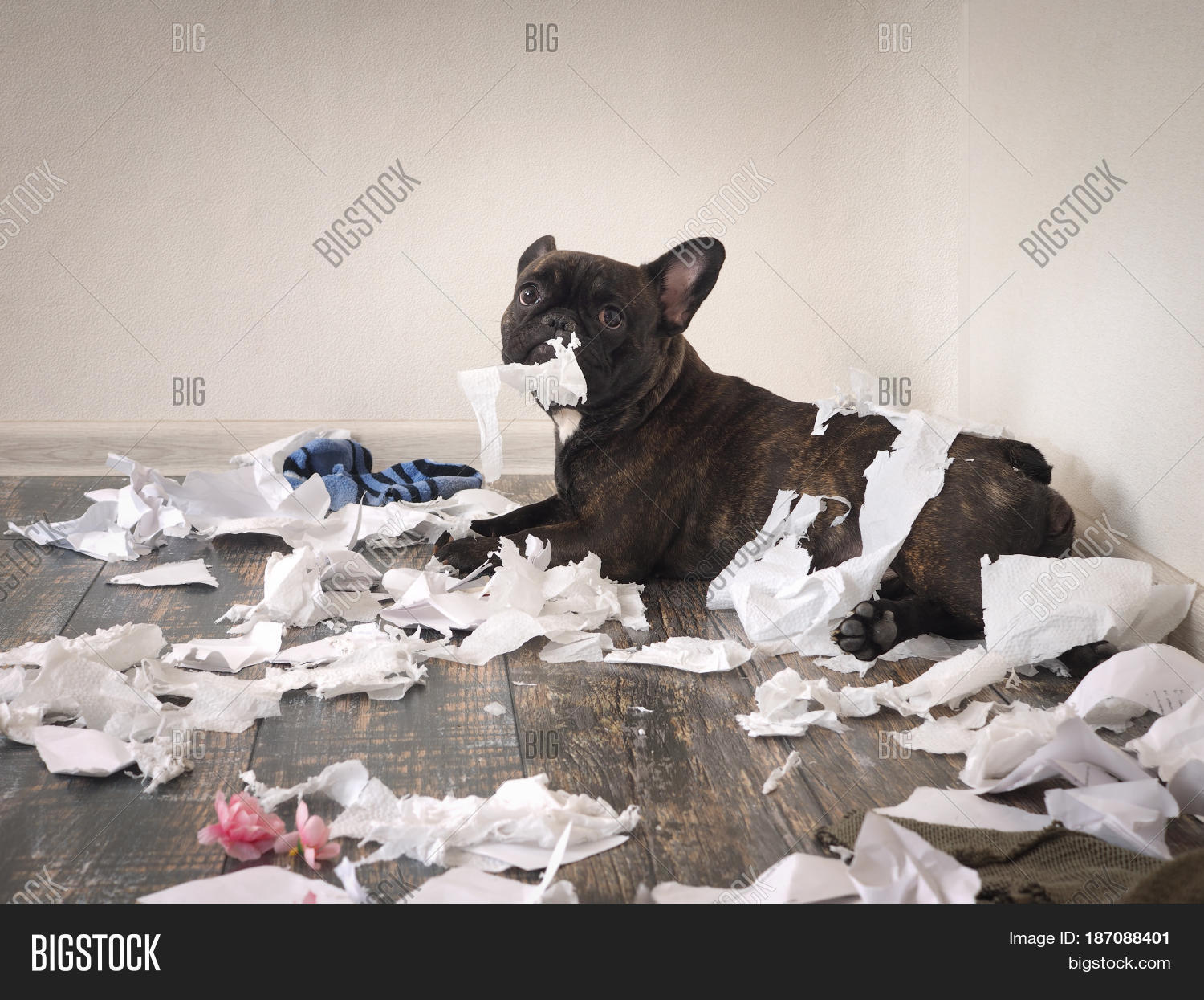 Funny Dog Made Mess Image & Photo (Free Trial) | Bigstock