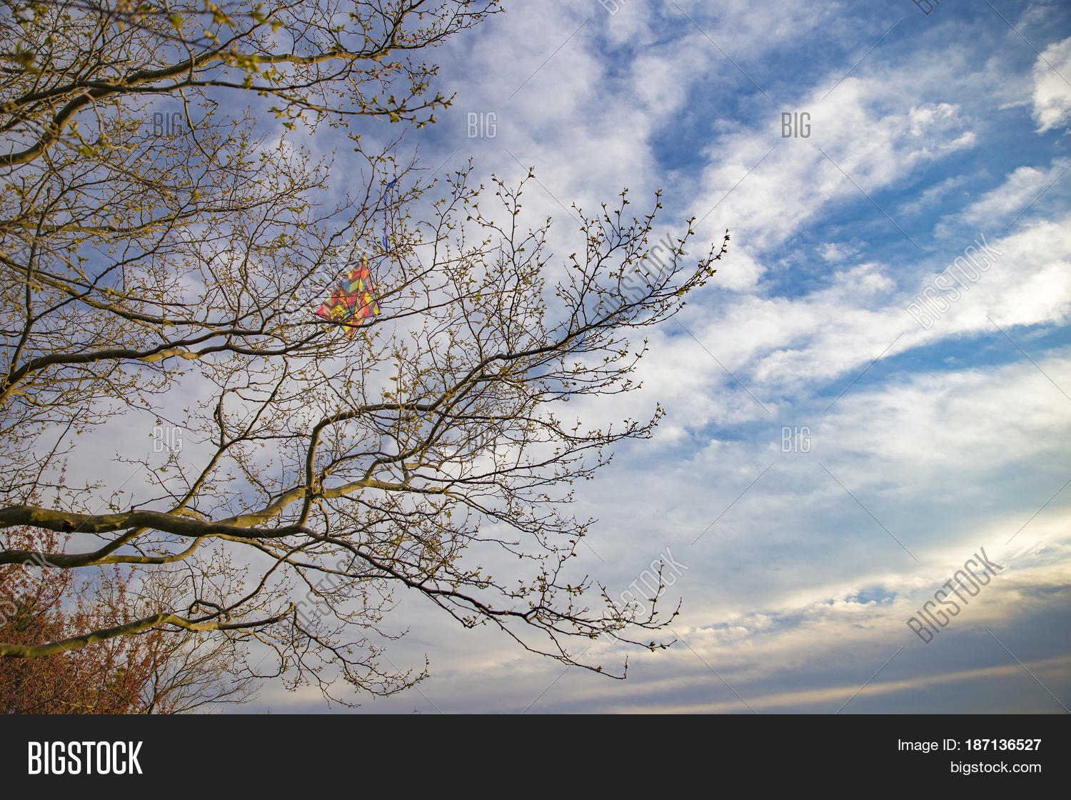 Kite Stuck Branches Image & Photo (Free Trial) | Bigstock