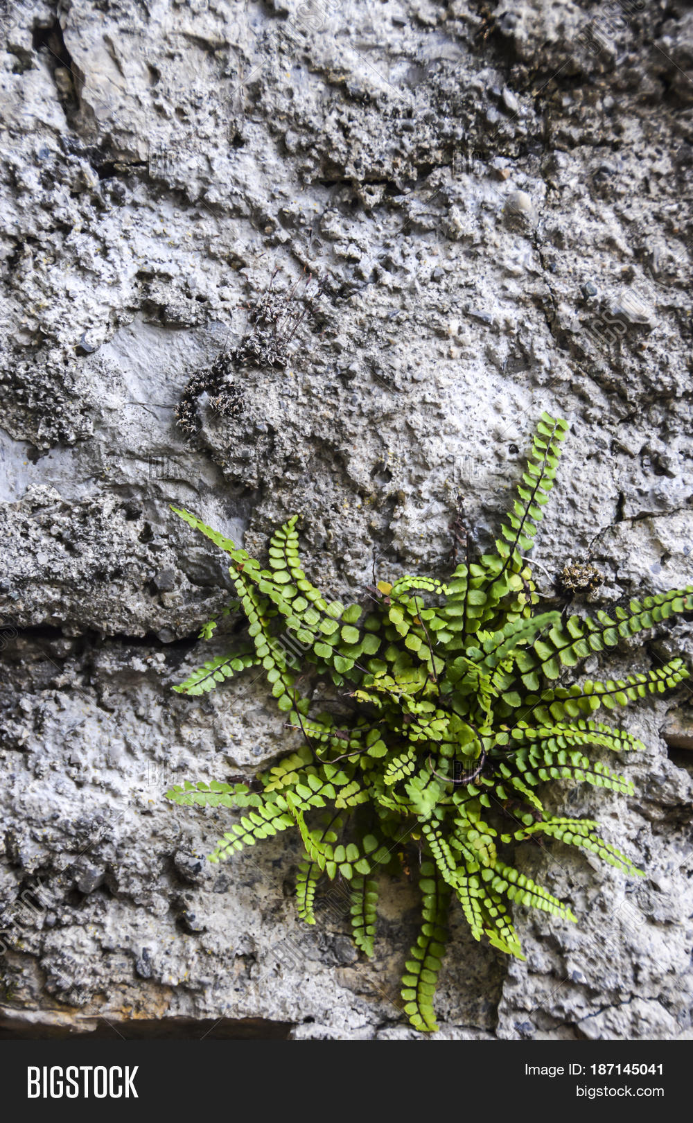 Fern On Rock Image & Photo (Free Trial) | Bigstock