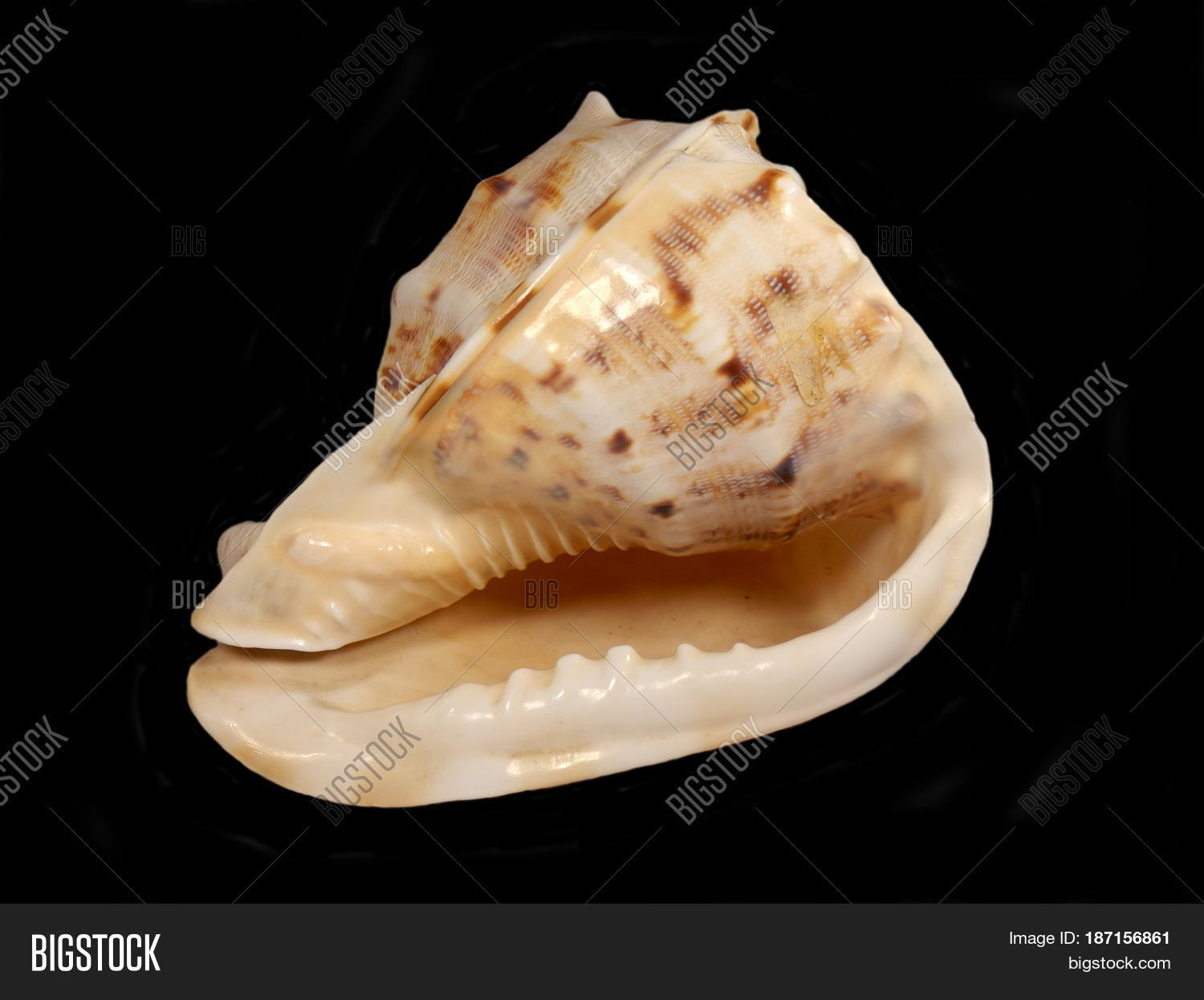Close Conch Shell Image & Photo (Free Trial) | Bigstock