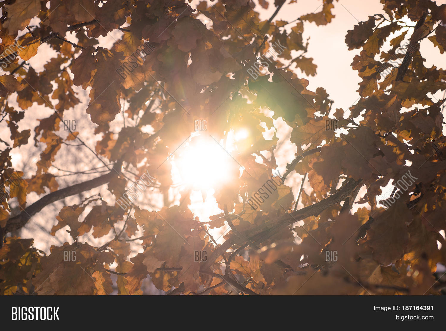 Oak Leaves Sun Light. Image & Photo (Free Trial) | Bigstock