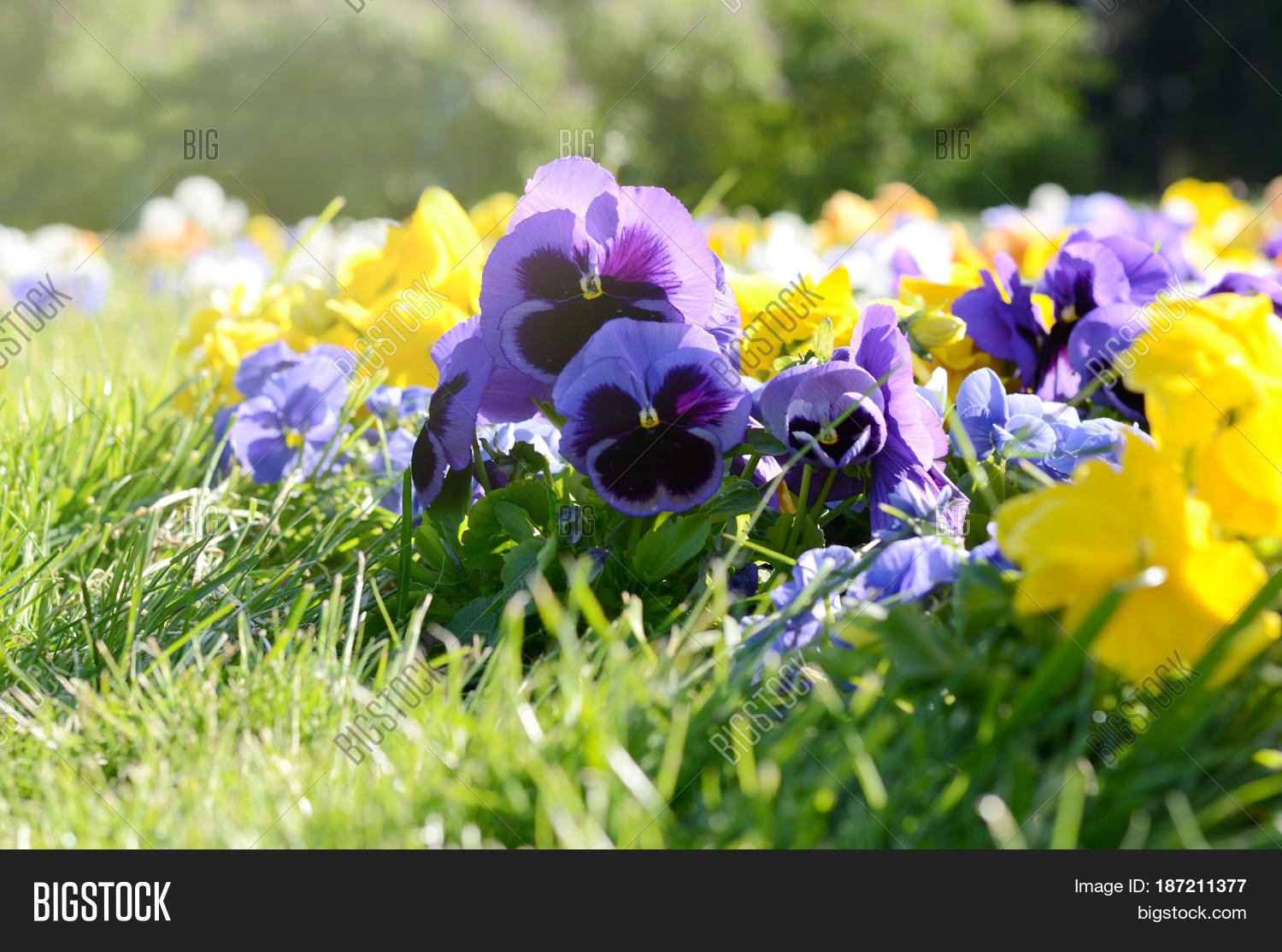 Beautiful Pansies On Image & Photo (Free Trial) | Bigstock