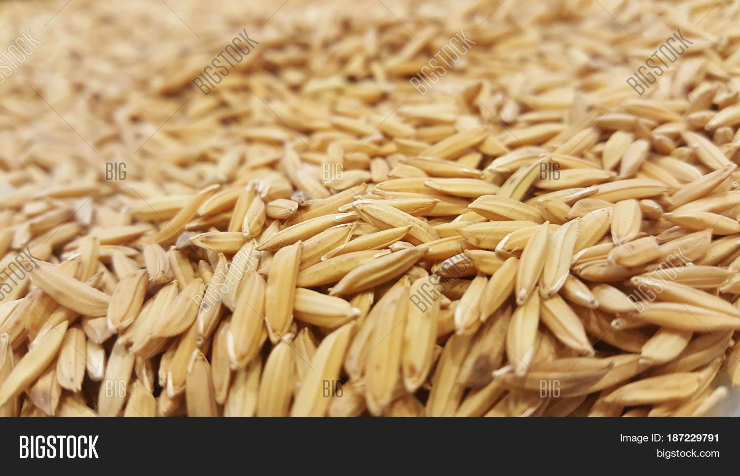 Paddy Rice, Paddy Rice Image & Photo (Free Trial) | Bigstock