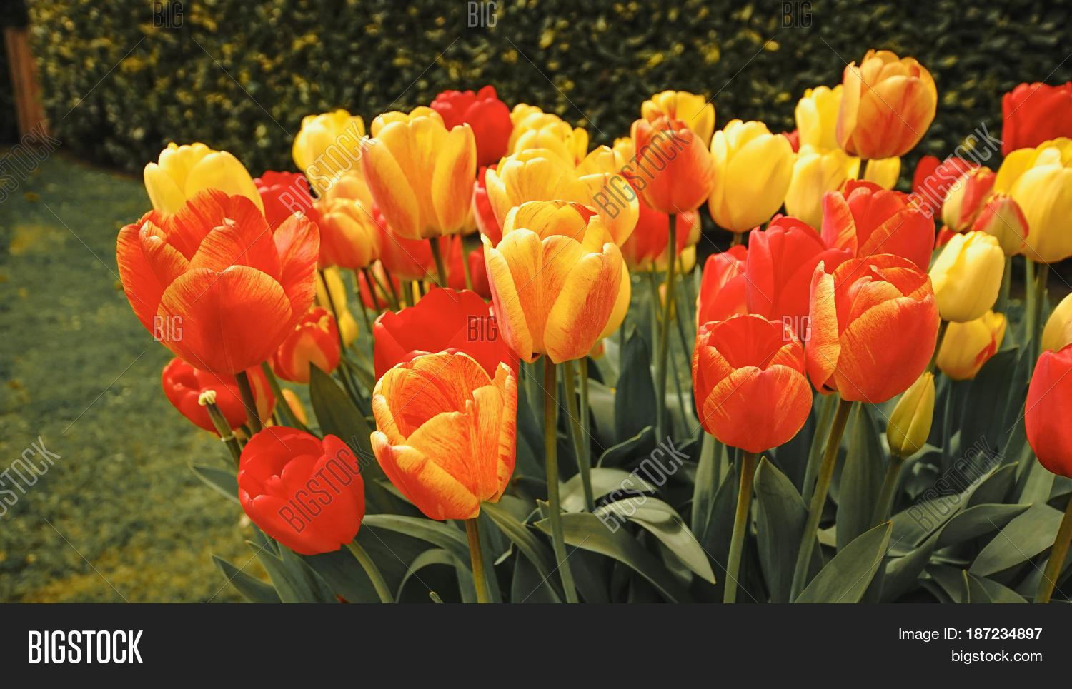 Imagen y foto Red Yellow Bunch (prueba gratis) | Bigstock