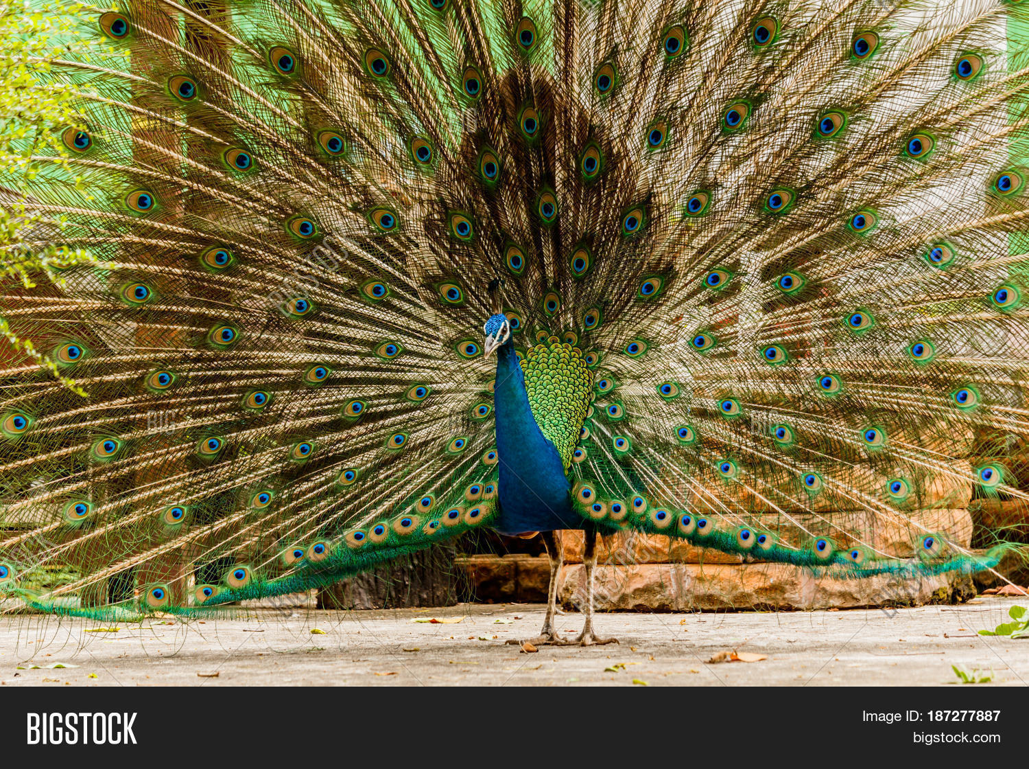 ภาพและภาพถ่าย (ทดลองใช้ฟรี) | Bigstock