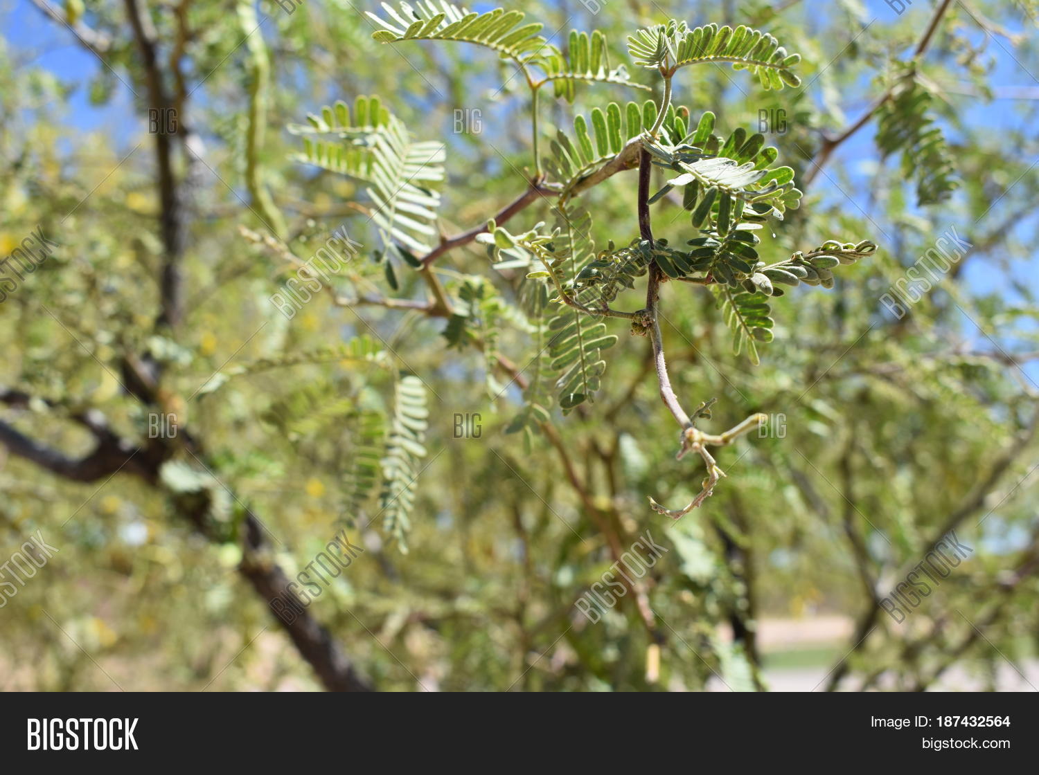 Closeup Mesquite Tree Image & Photo (Free Trial) | Bigstock