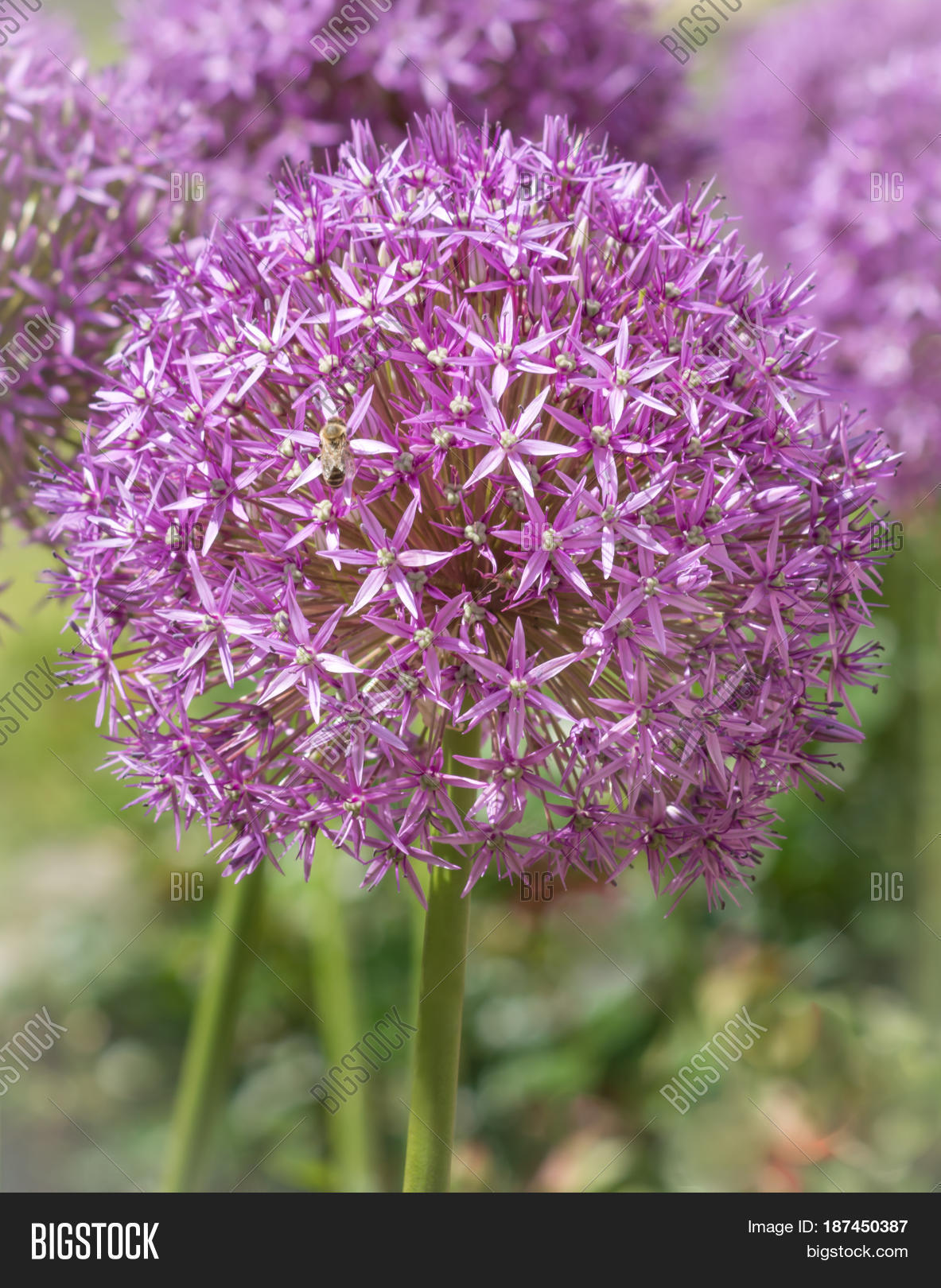 Inflorescence Allium Image & Photo (Free Trial) | Bigstock