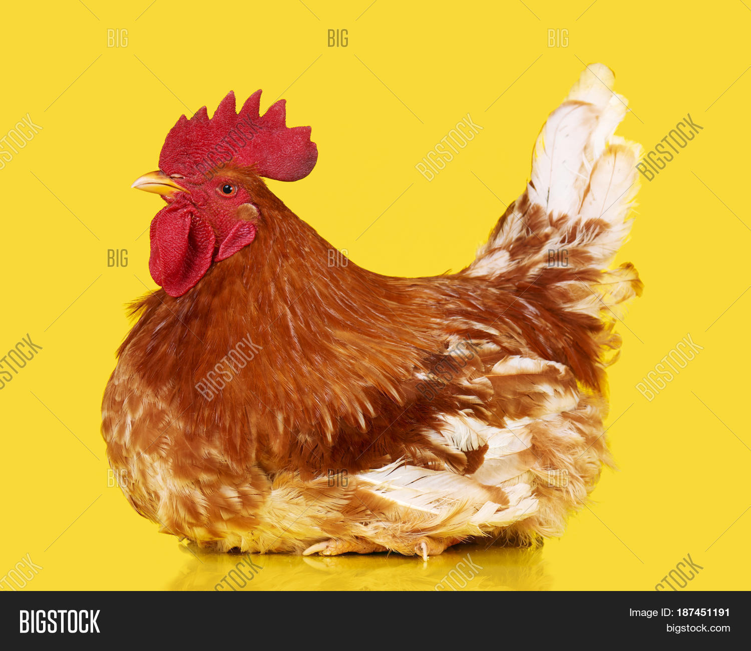 Brown Rooster On Image & Photo (Free Trial) | Bigstock