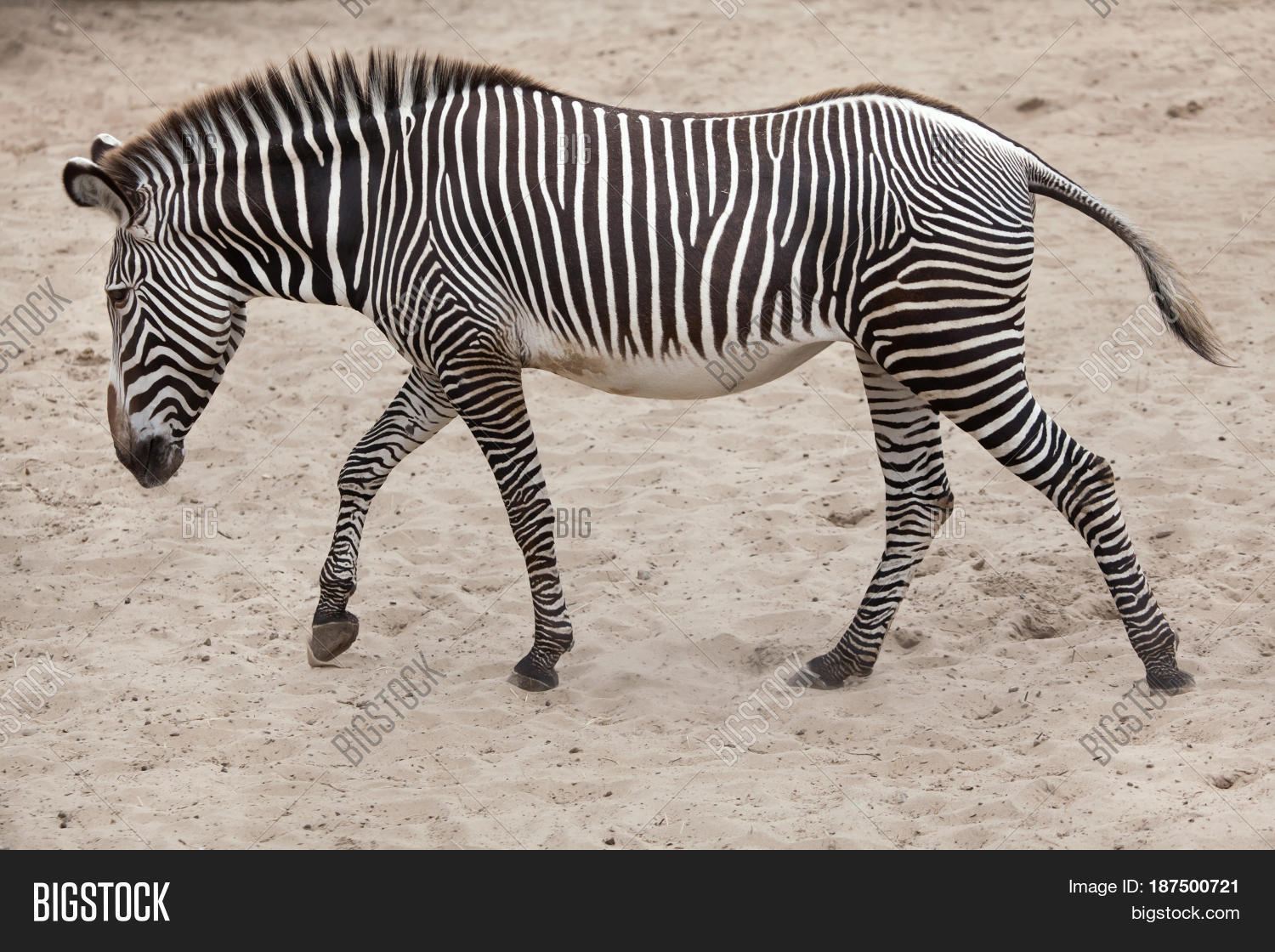Grevy's Zebra (Equus Image & Photo (Free Trial) | Bigstock