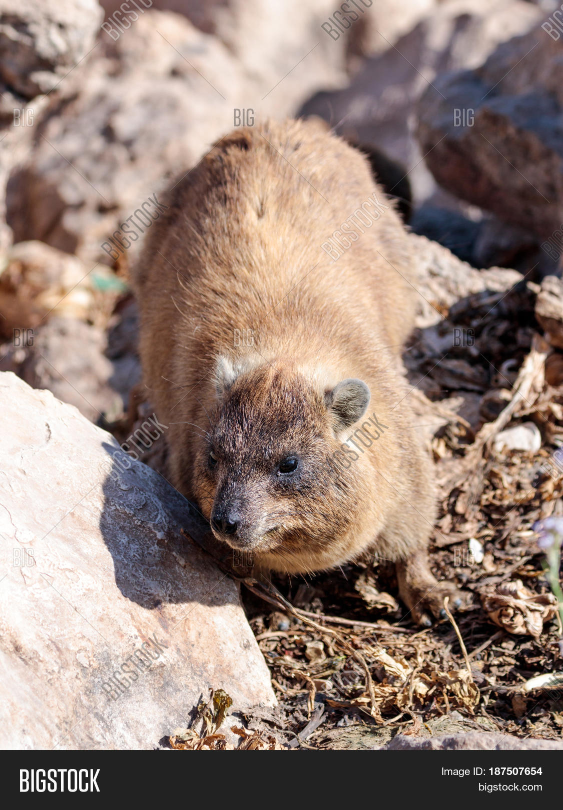 Mountain Rabbit - Image & Photo (Free Trial) | Bigstock