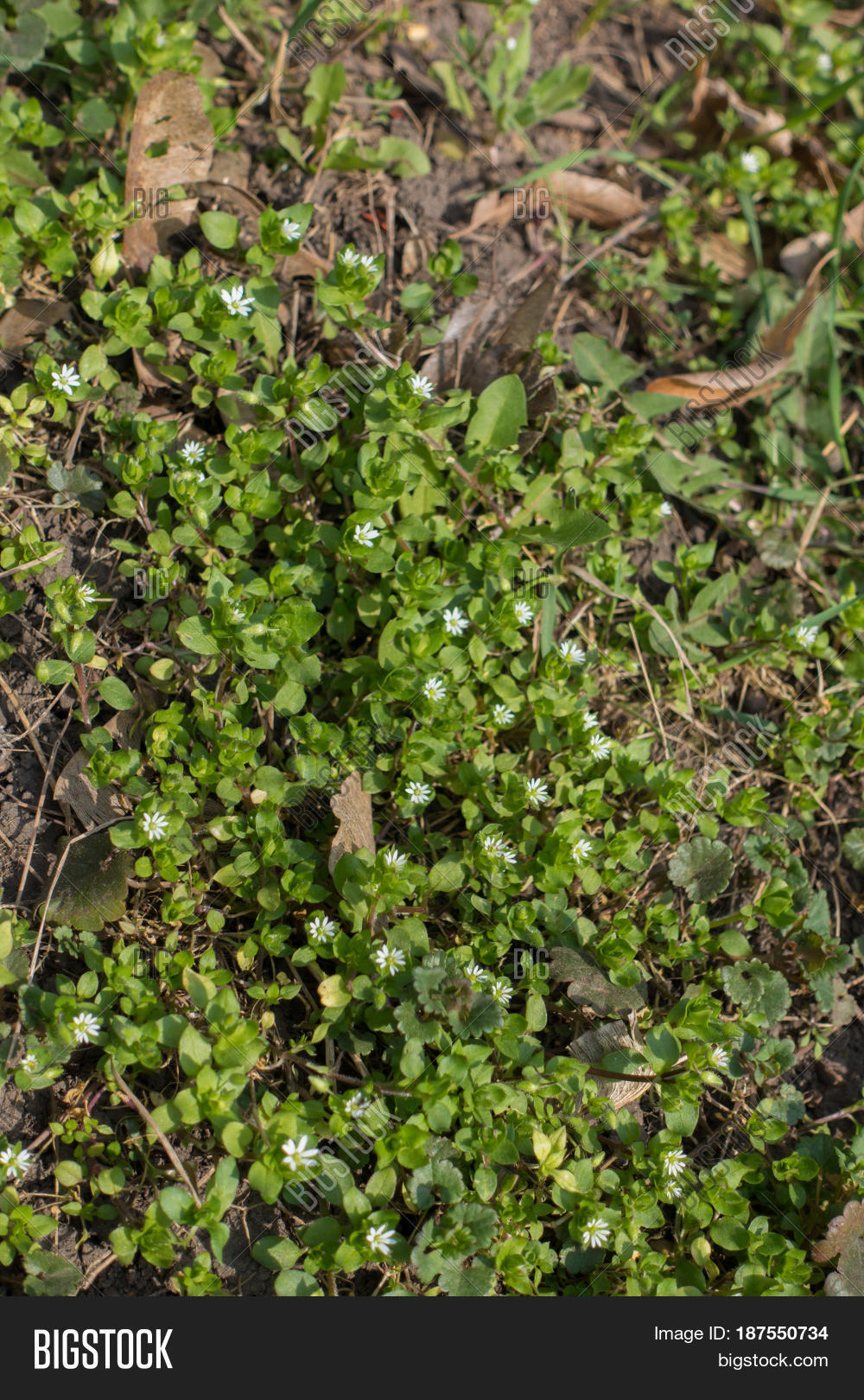 Lots Small White Image & Photo (Free Trial) | Bigstock