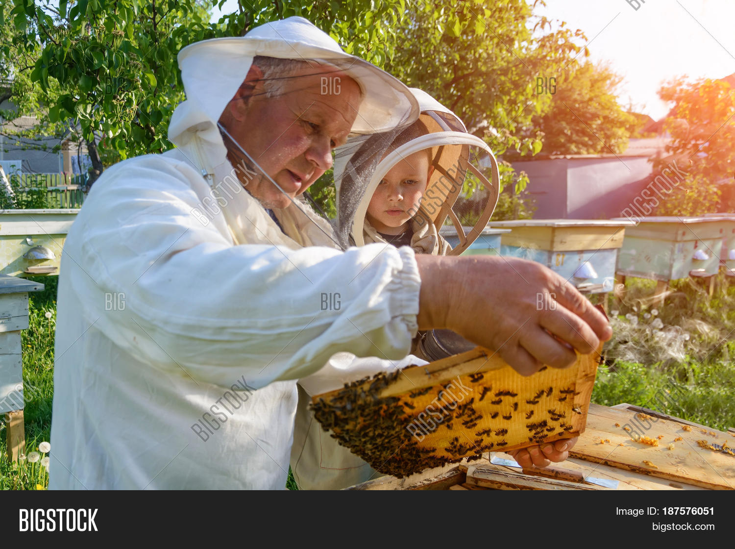 Experienced Beekeeper Image & Photo (Free Trial) | Bigstock