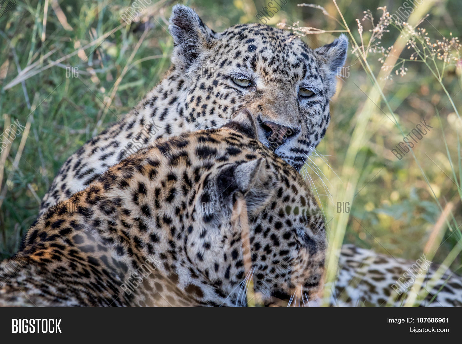 Leopard Grooming Image & Photo (Free Trial) | Bigstock
