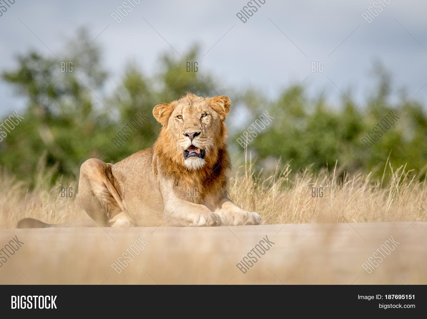 Young Male Lion Laying Image & Photo (Free Trial) | Bigstock