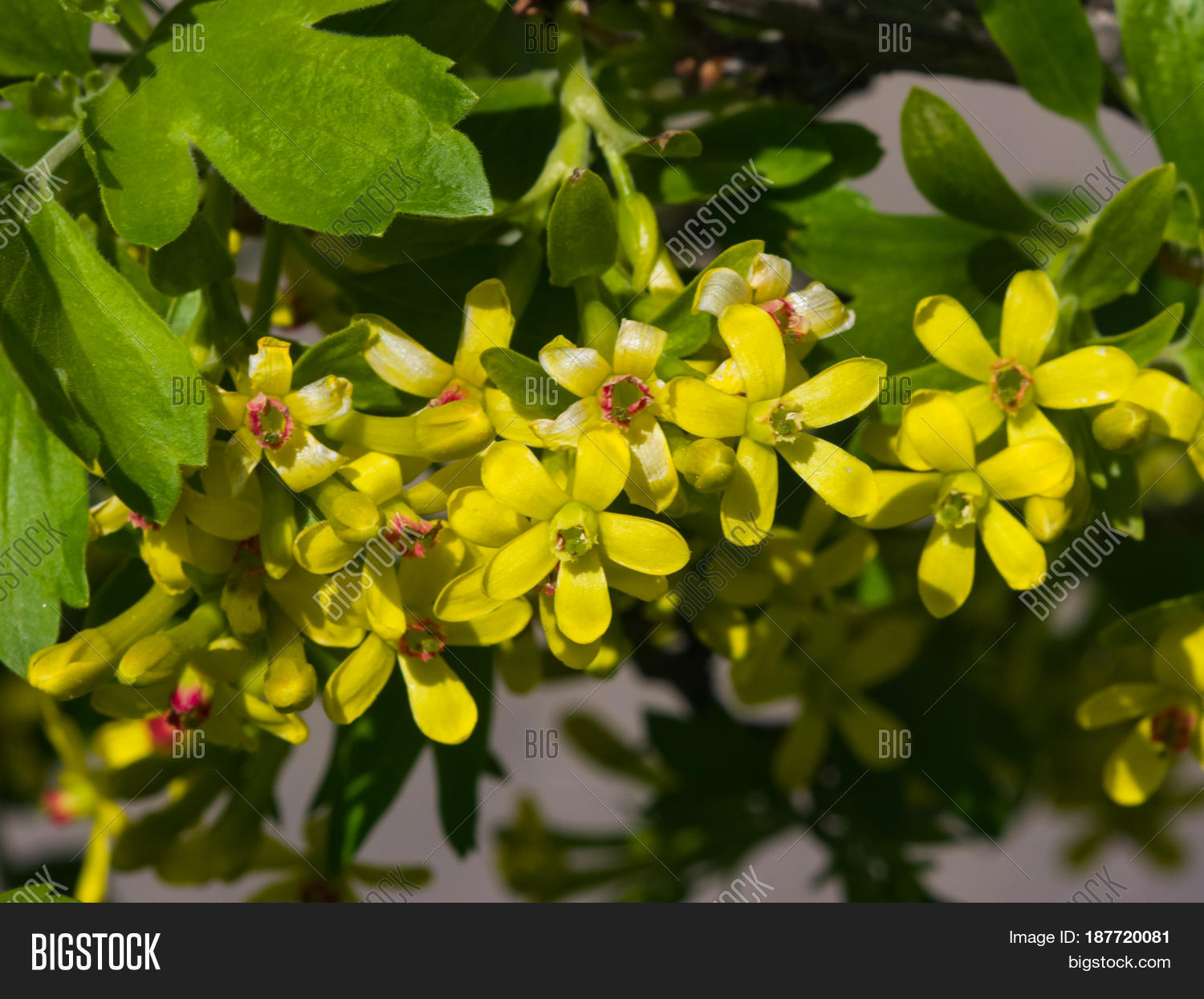 Buffalo Golden Currant Image & Photo (Free Trial) | Bigstock