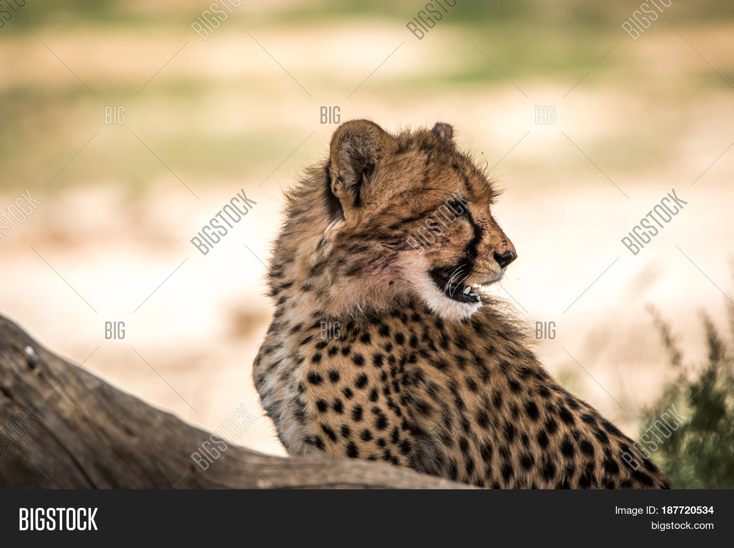Side Profile Cheetah Image & Photo (Free Trial) | Bigstock
