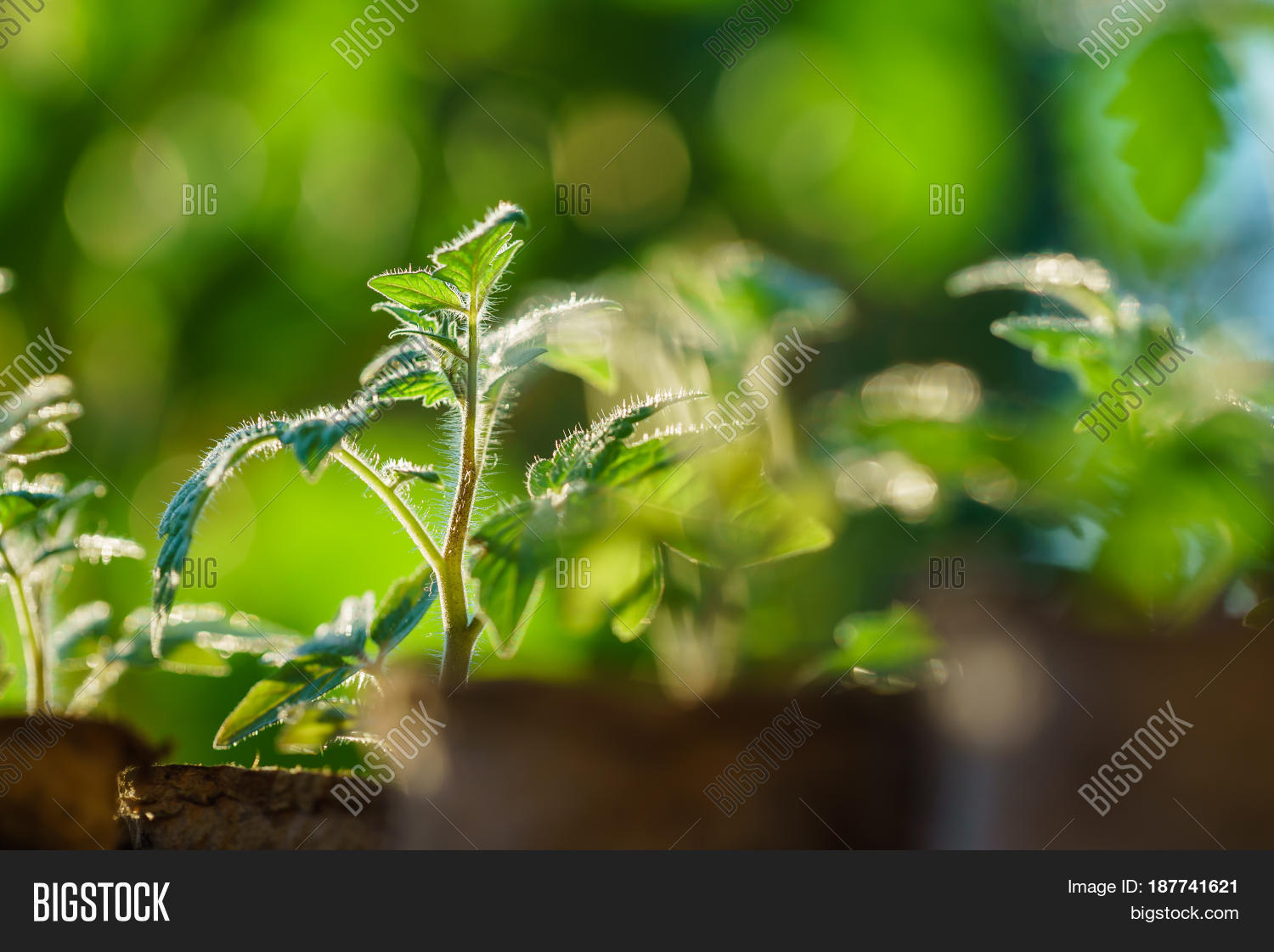 Tomato Plants Early Image & Photo (Free Trial) | Bigstock