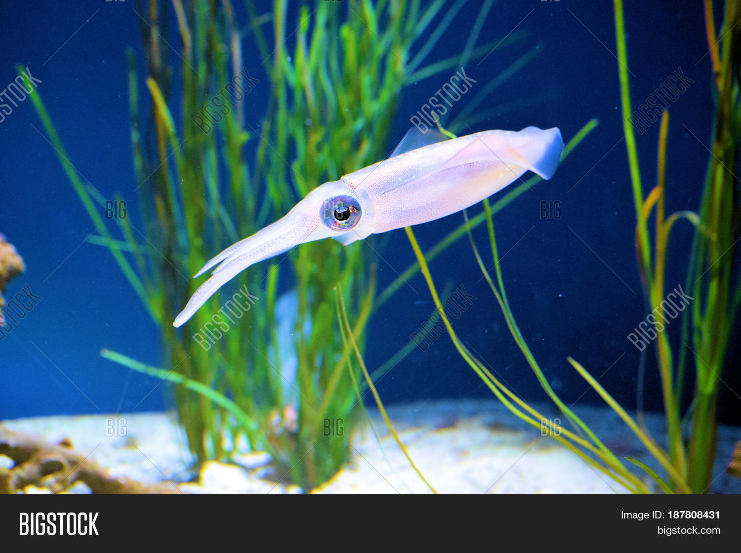 Squid Taken On Sandy Image & Photo (Free Trial) | Bigstock