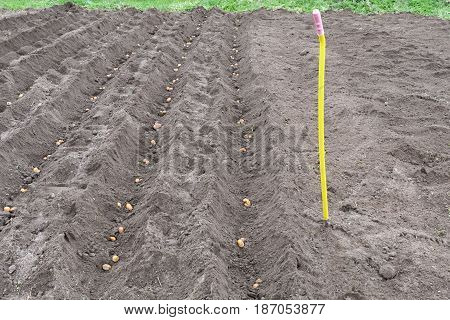 Dug Field Which Plant Image & Photo (Free Trial) | Bigstock