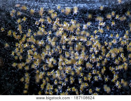 Bunch Baby Spiders Image & Photo (Free Trial) | Bigstock