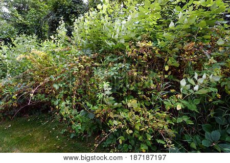 Virginia Creeper Vines Image & Photo (Free Trial) | Bigstock