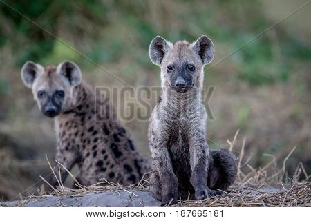 Two Young Spotted Image & Photo (Free Trial) | Bigstock