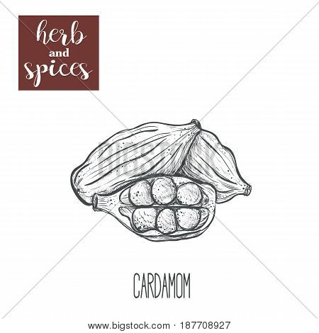 Cardamom Hand Drawing Vector & Photo (Free Trial) | Bigstock