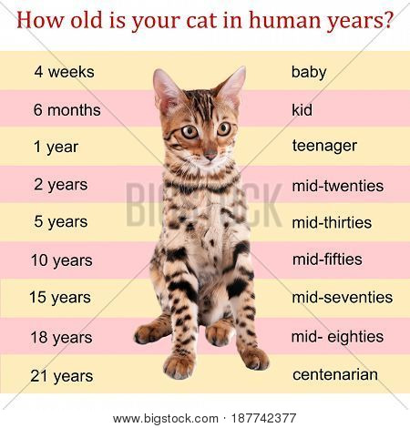 Pet Age Concept. Image & Photo (Free Trial) | Bigstock