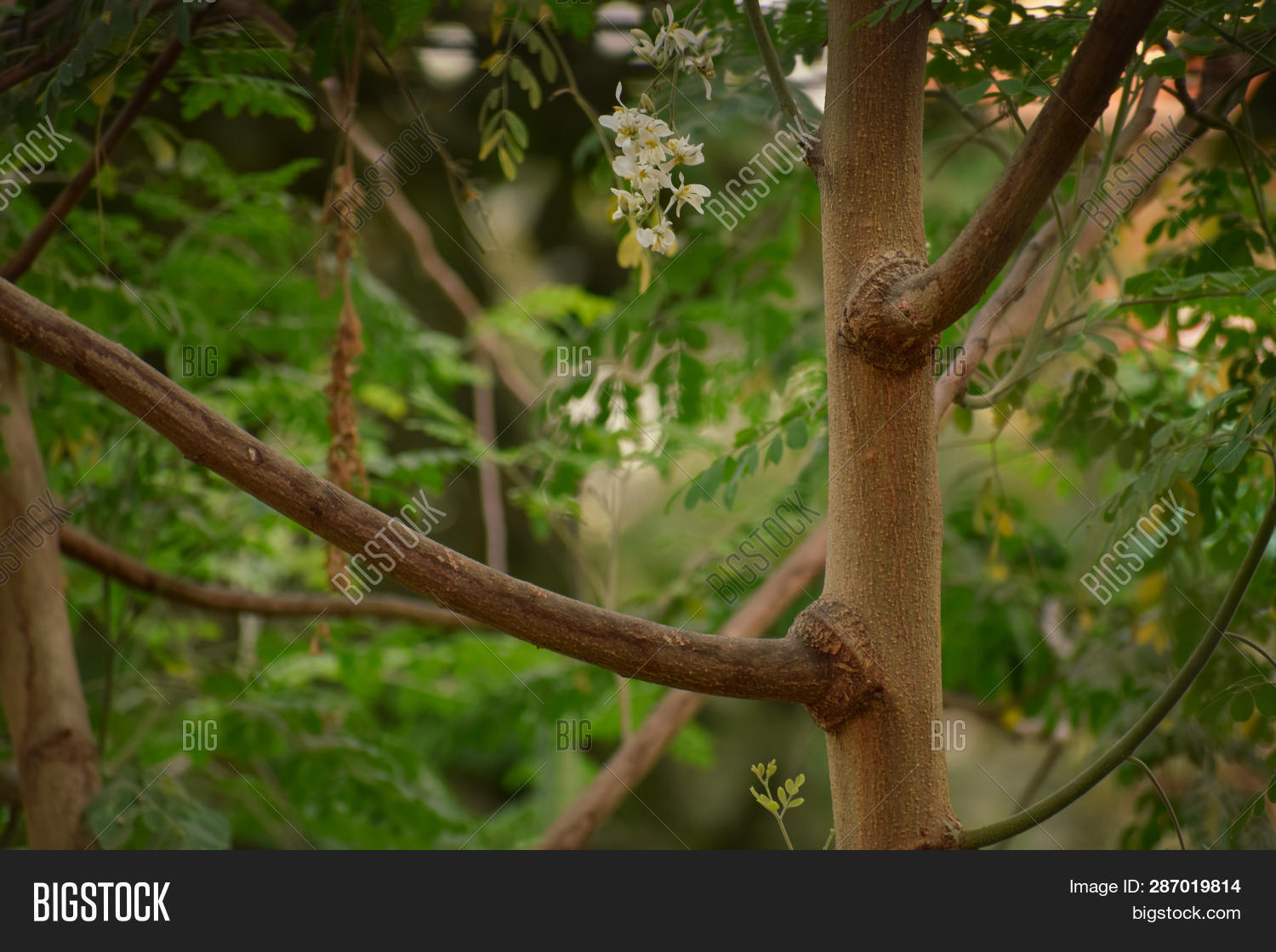 Tree Dense Stem Image & Photo (Free Trial) | Bigstock