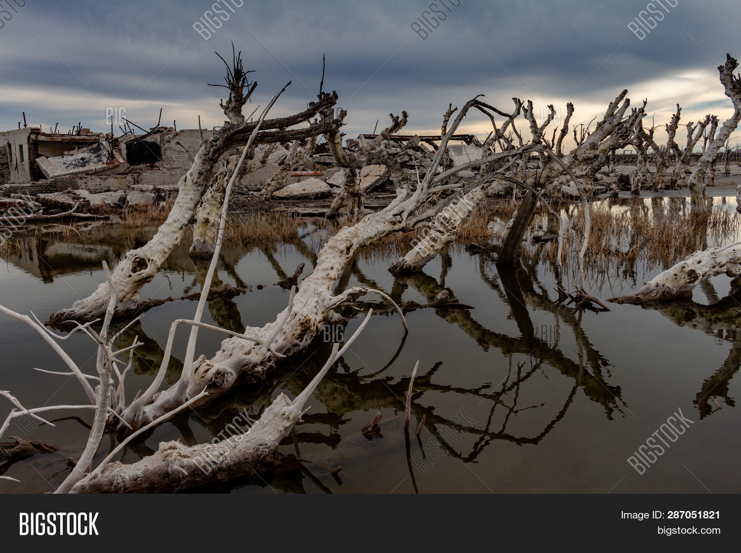 Dead Trees Abandoned Image & Photo (Free Trial) | Bigstock