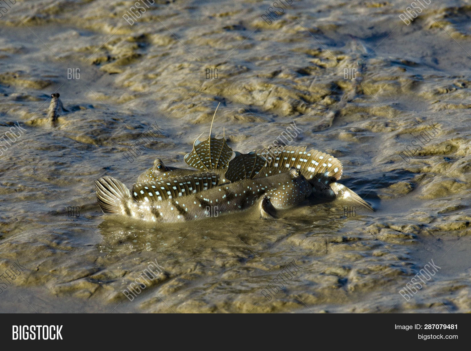 Couple Mud-skippers, Image & Photo (Free Trial) | Bigstock
