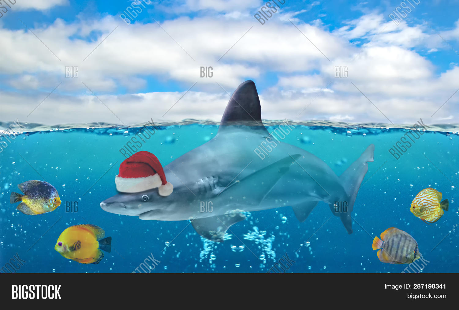 Half Underwater Photo Image & Photo (Free Trial) | Bigstock