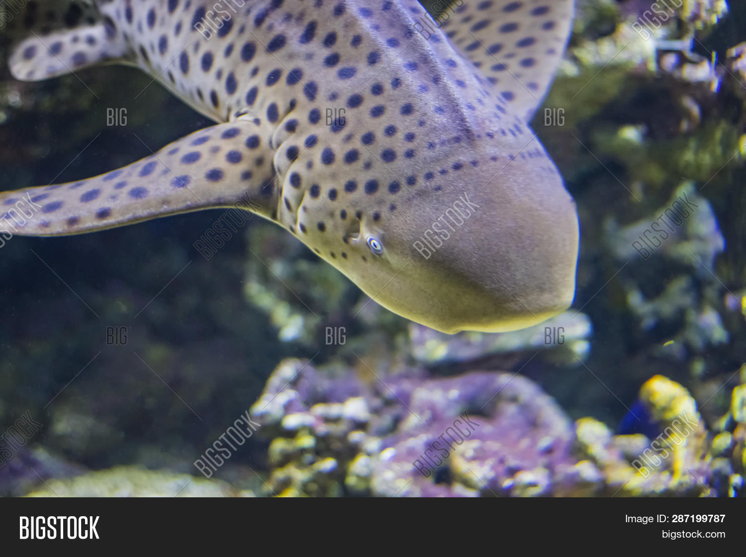 Head Zebra Shark Swims Image & Photo (Free Trial) | Bigstock