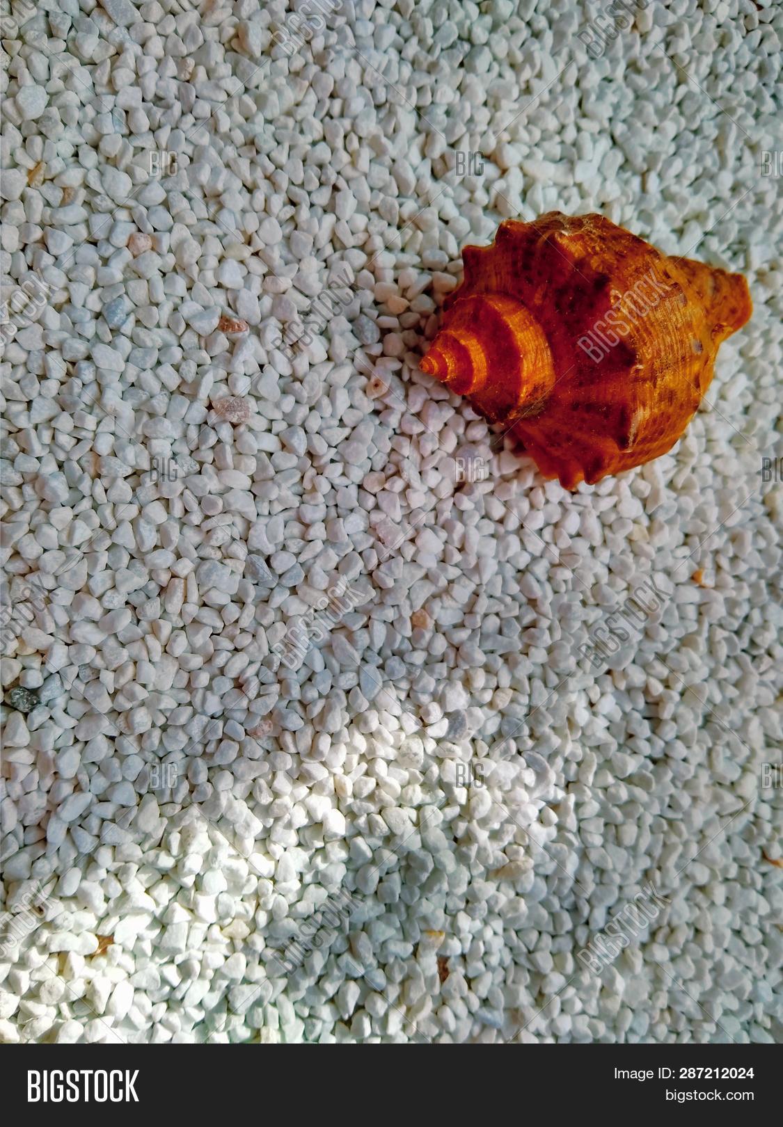 Beautiful Sea Shell On Image & Photo (Free Trial) | Bigstock