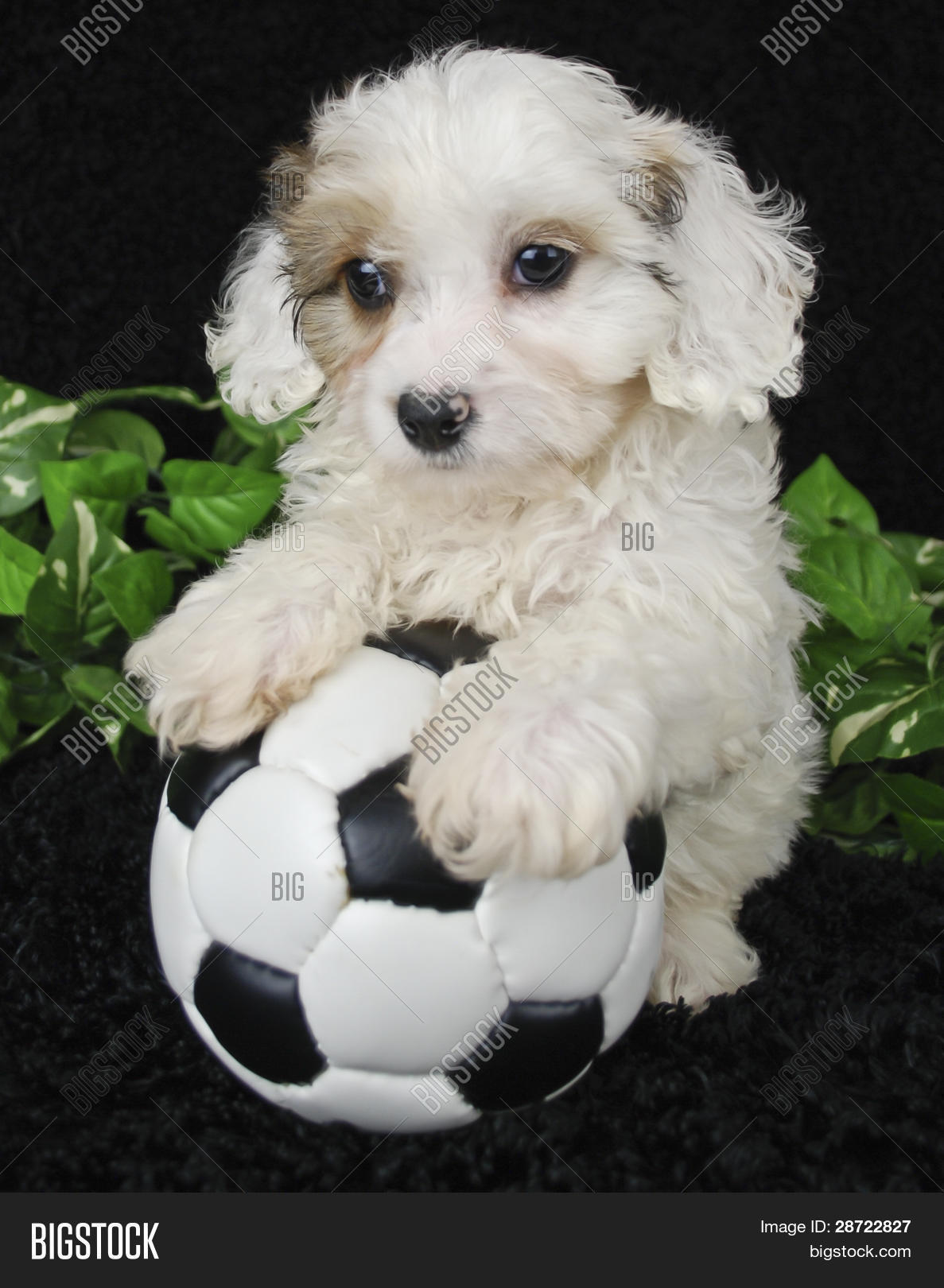 Puppy Soccer Player Image & Photo (Free Trial) | Bigstock